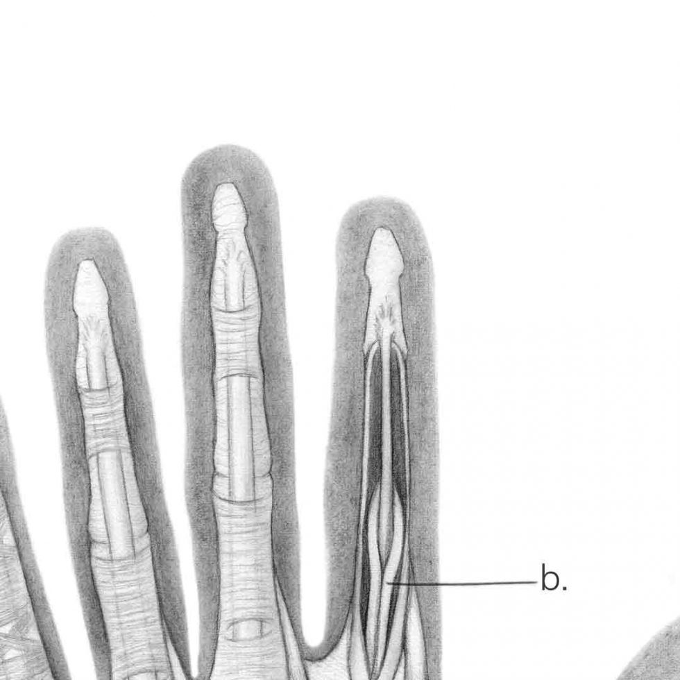 Anatomy of the digits - Primary Anatomy